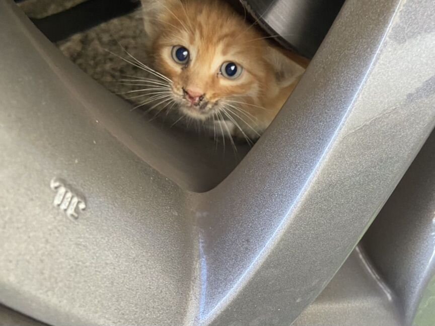 Кошка в дар бесплатно