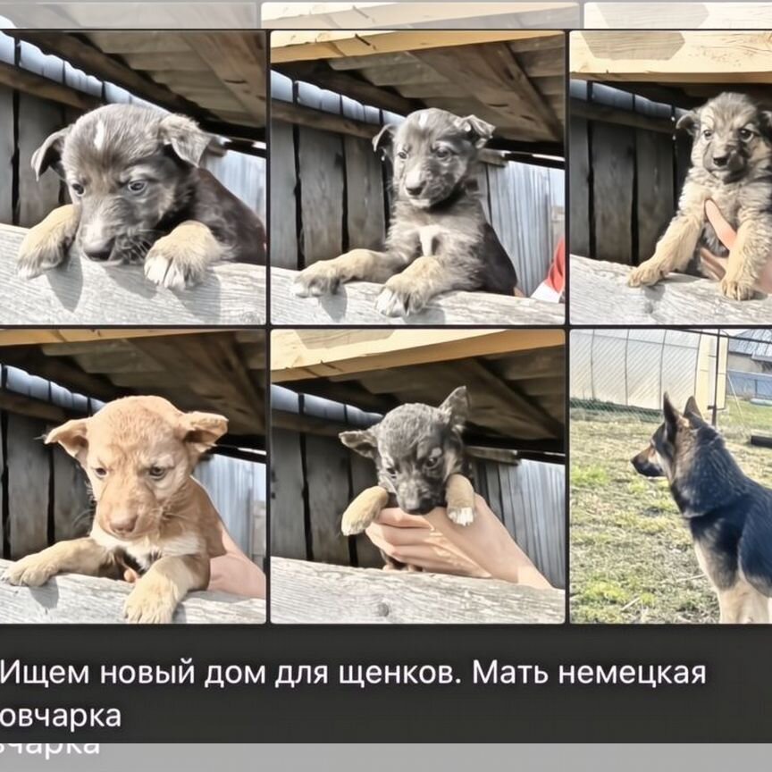 Немецкая овчарка, щенок