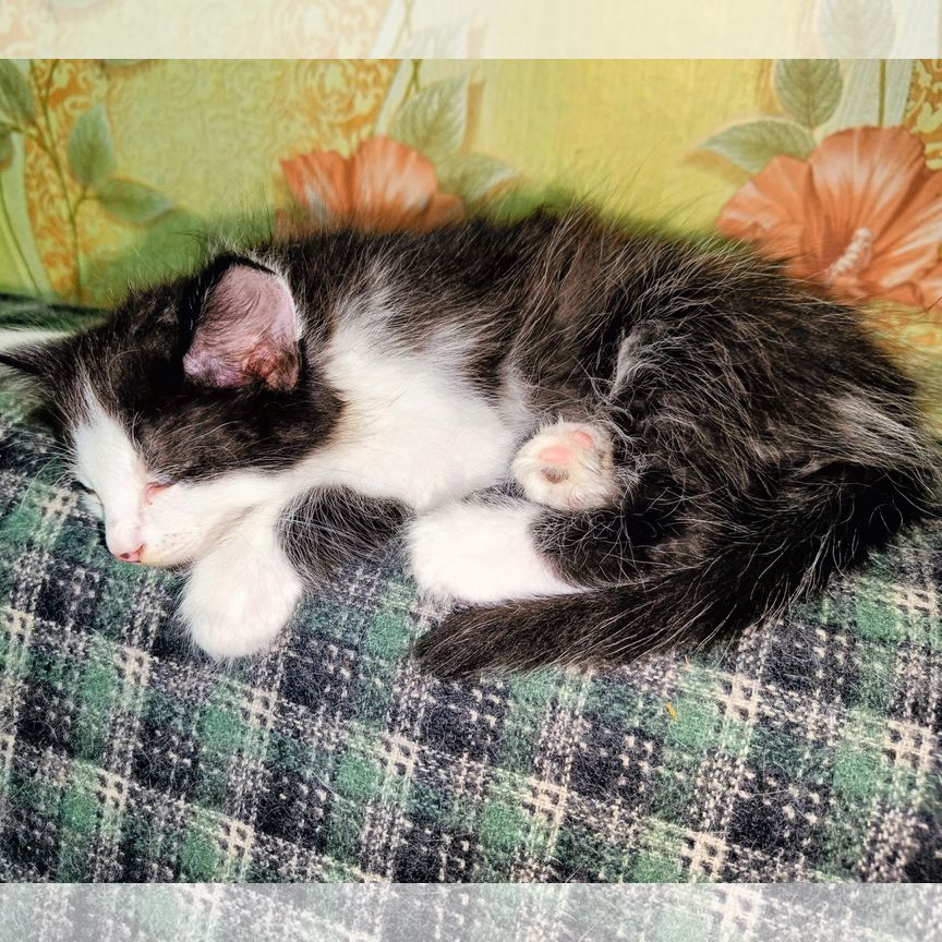 Котята в добрые руки бесплатно