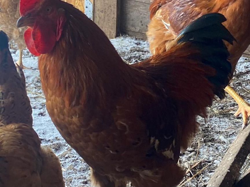 Продам петуха кучинская юбилейная