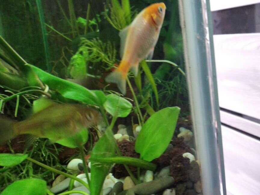 Аквариумные рыбки