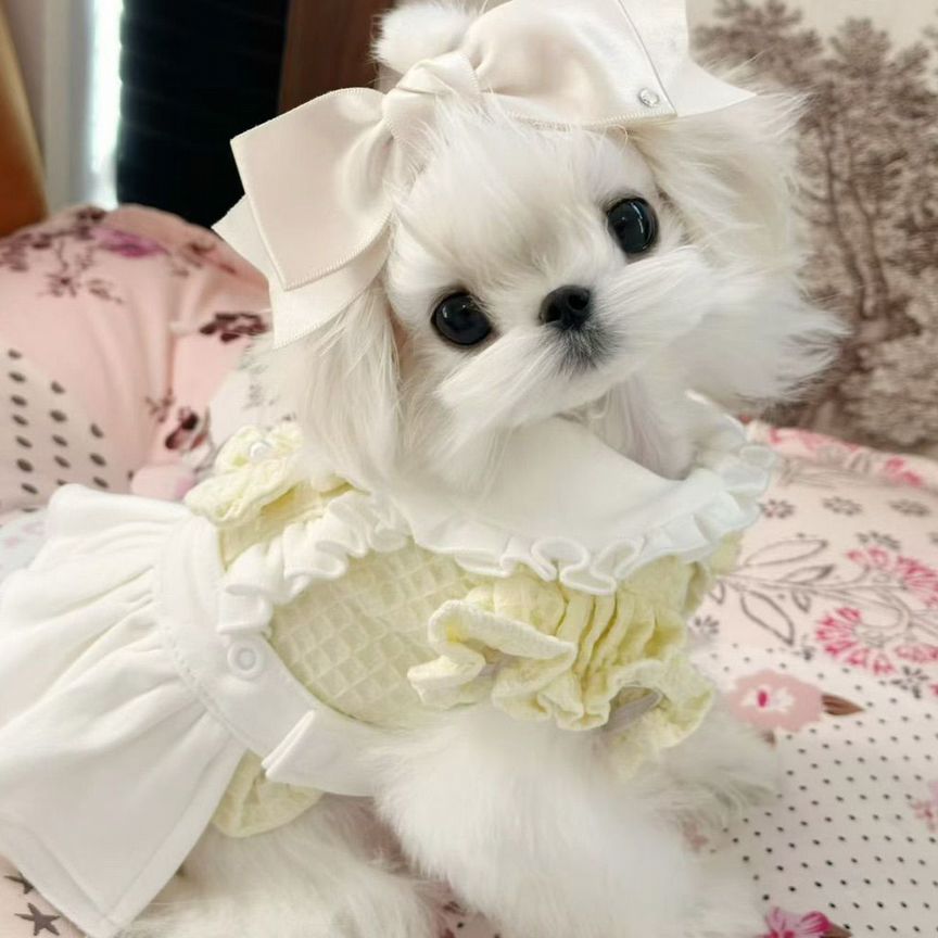 Мальтийская болонка, щенок