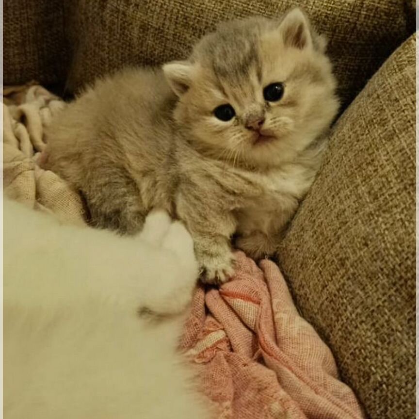 Девочка Манчкин скоттиш килт