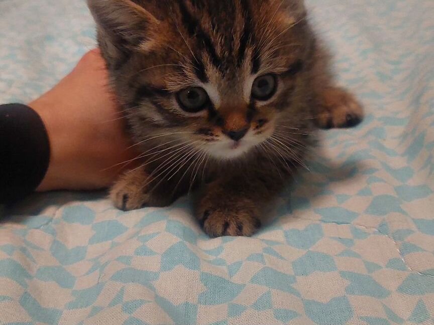 Шотландские прямоухие котята