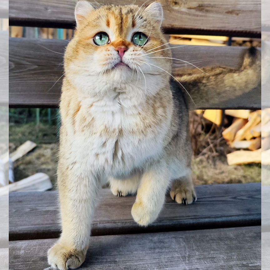 Шотландский прямоухий короткошёрстный, взрослый кот