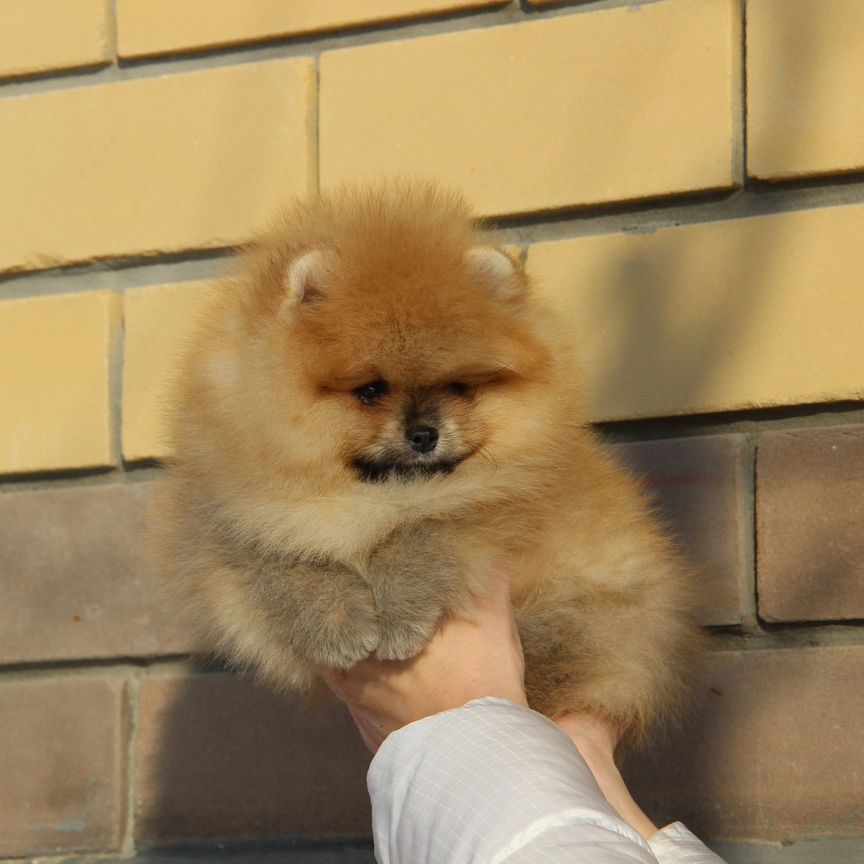 Шикарные Мишки Померанцы импортные крови