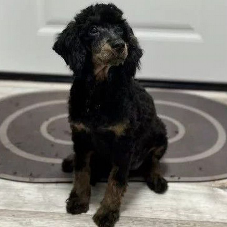 Той-пудель, щенок