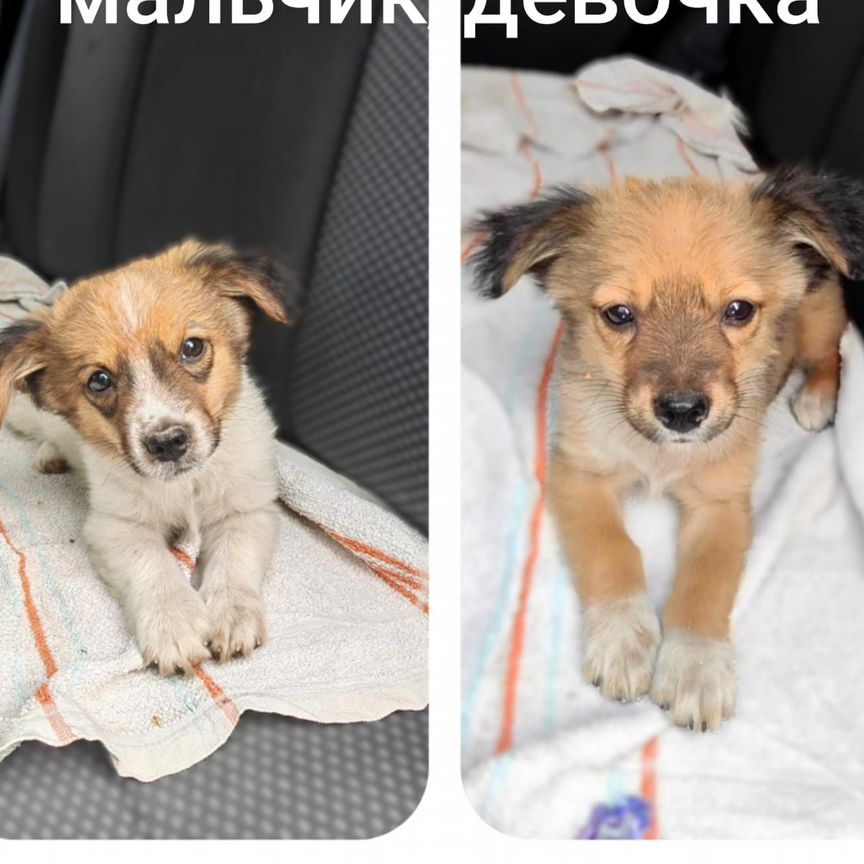 Щенки маленькие