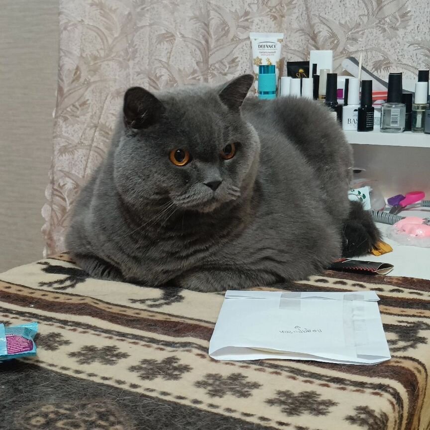 Отдам бесплатно в добрые руки