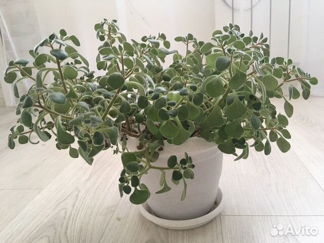 Аихризон дерево любви купить в Екатеринбурге | Товары для дома и дачи ...