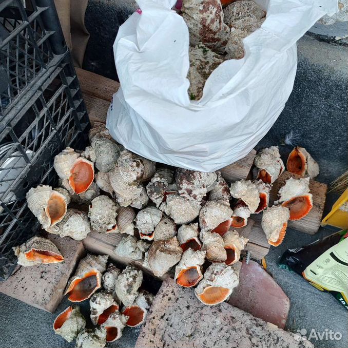 Ракушка рапана