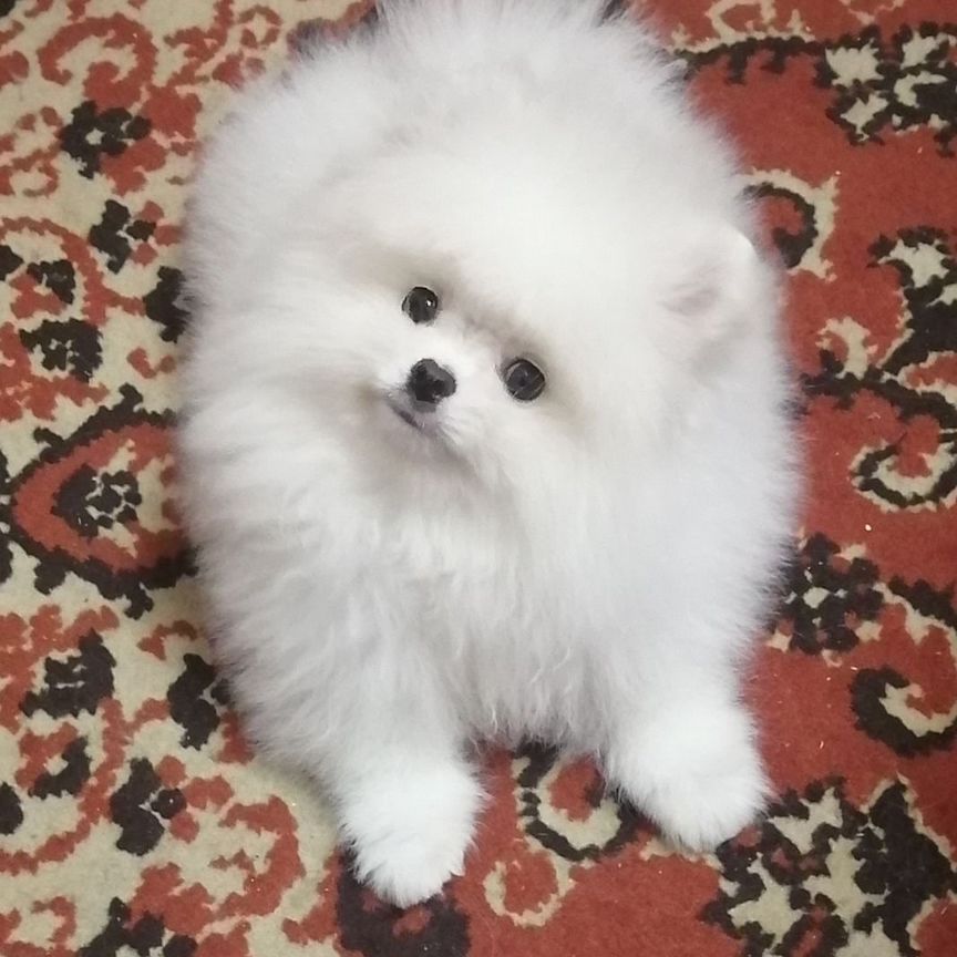 Померанский шпиц мальчик