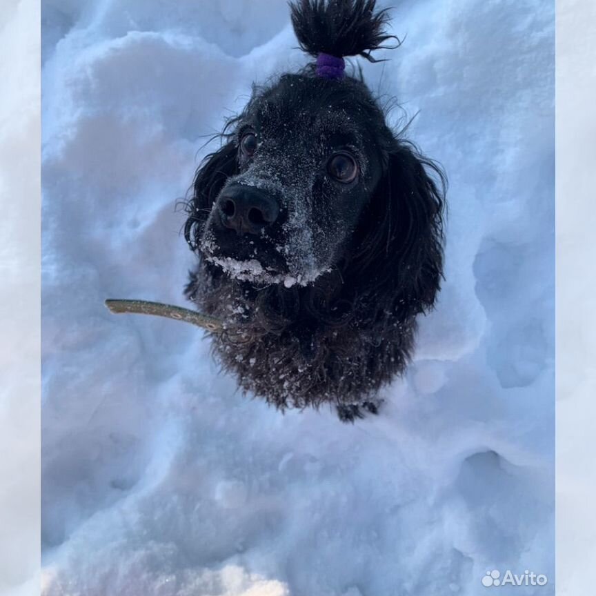 Девочка ищет принца