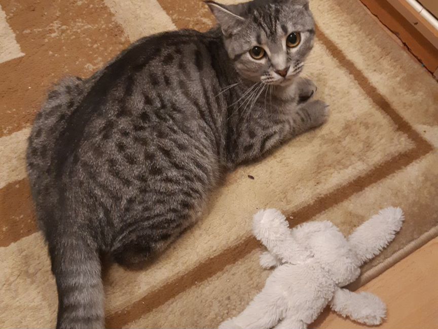 Кошка Матильда