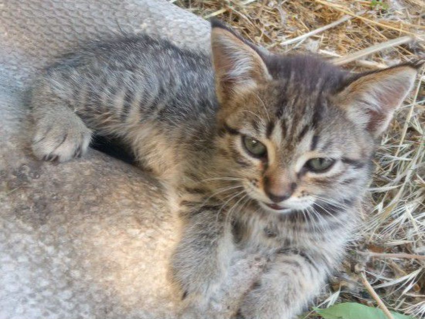 Котята в добрые руки бесплатно девочки