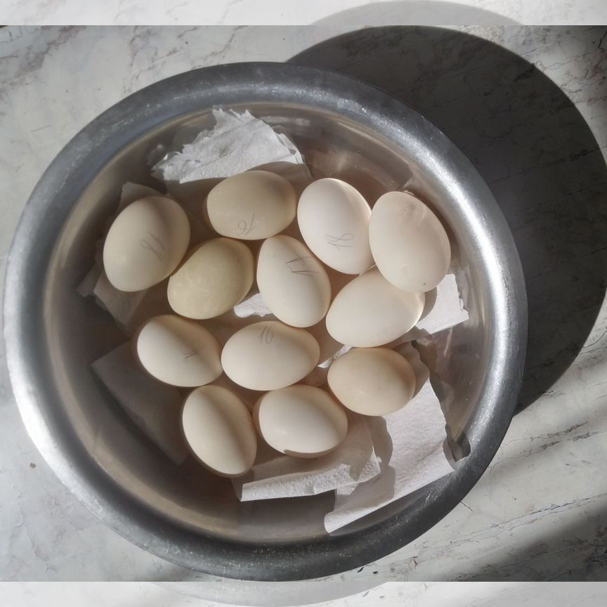 Продам яйцо индоутки на инкубацию