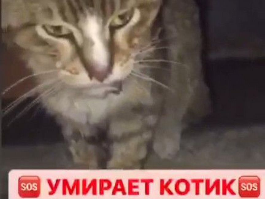 Кот ищет помощь передержку soооооs