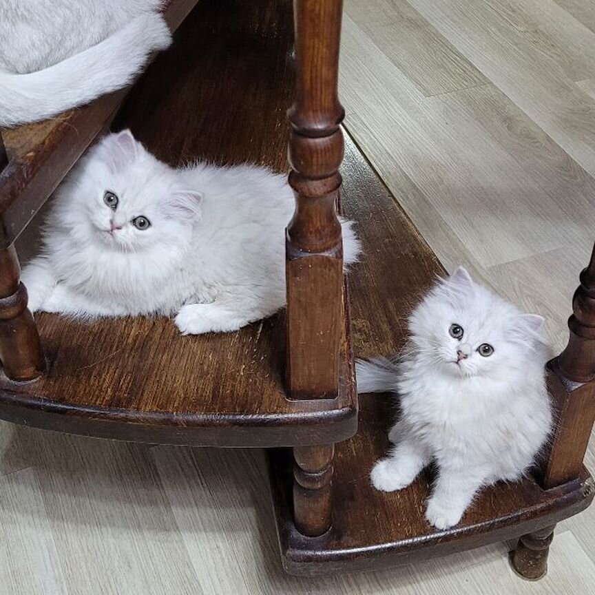 Британский длинношёрстный котёнок