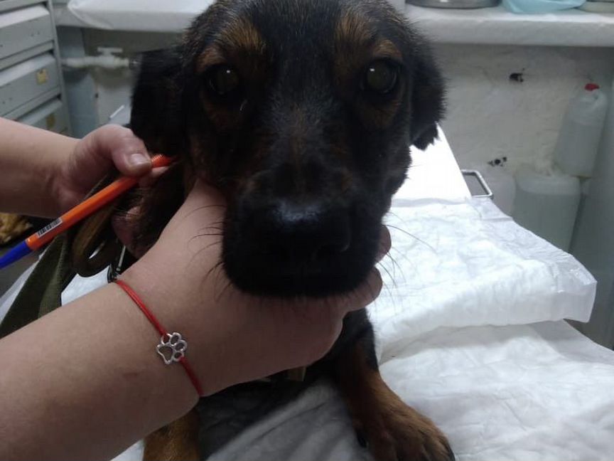 Маленькая собака ждет хозяев