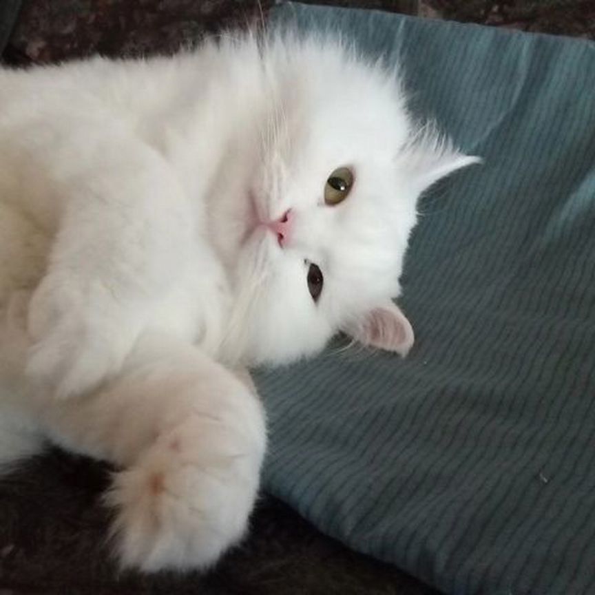 Кот Марик. Белоснежный с розовым носом