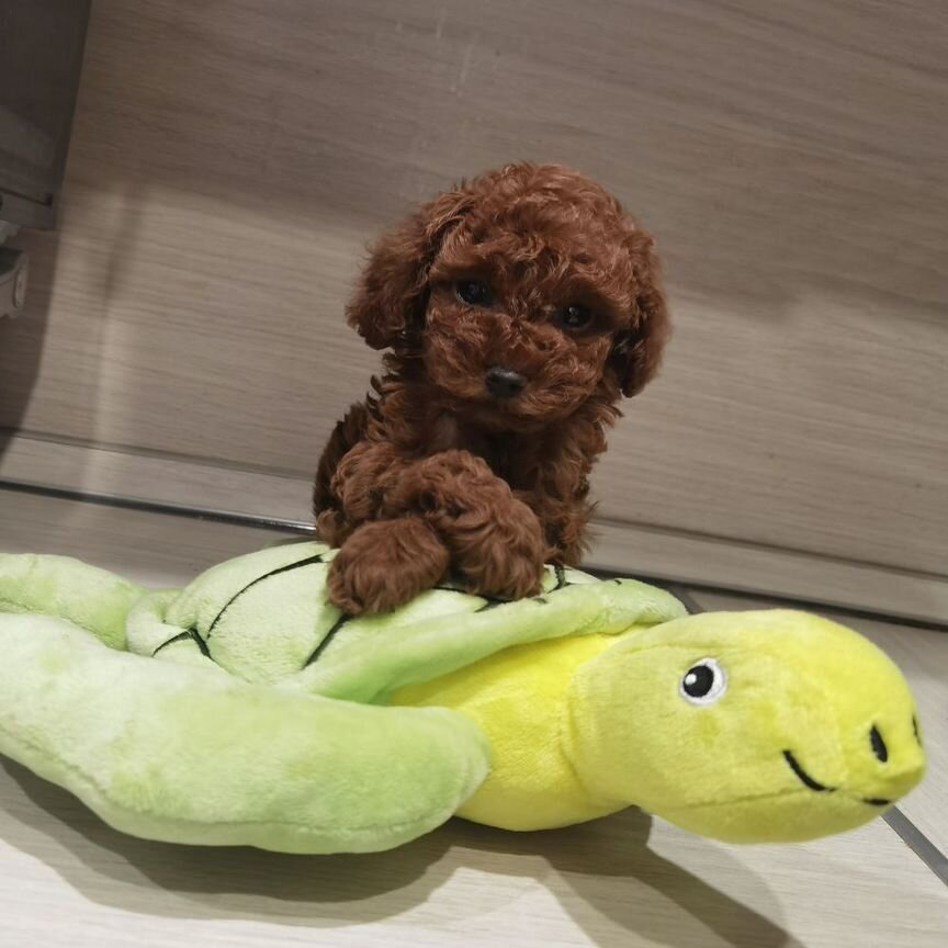 Мальтипу Тедди мальчик