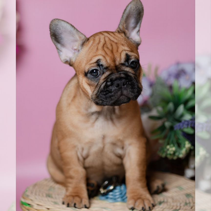 Французский бульдог, щенок
