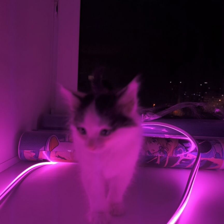 Котенок в добрые руки