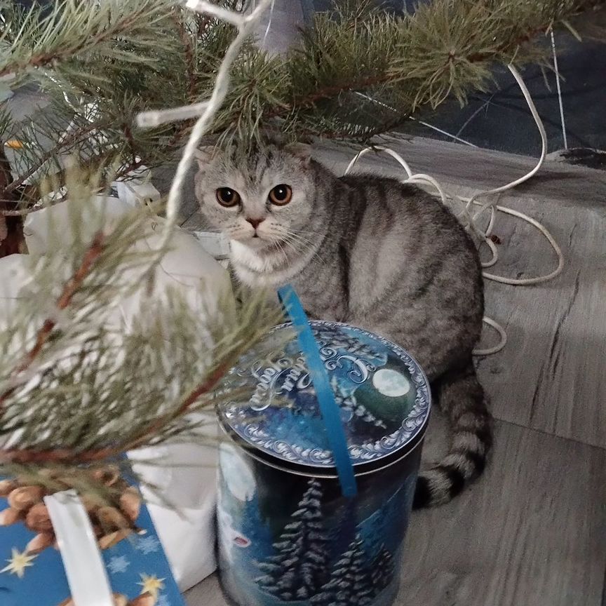 Отдам в хорошие руки кошку