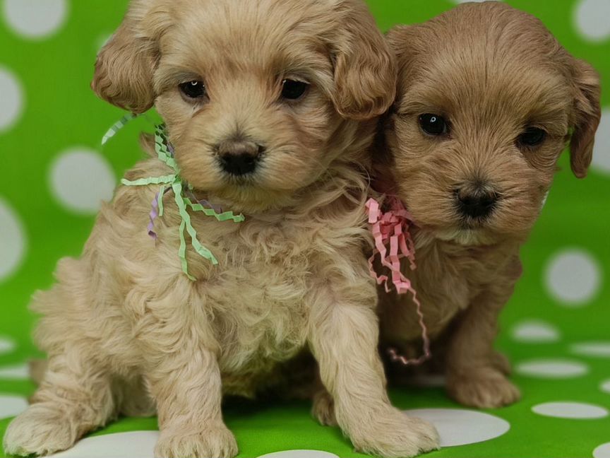 Малыши мальтипу