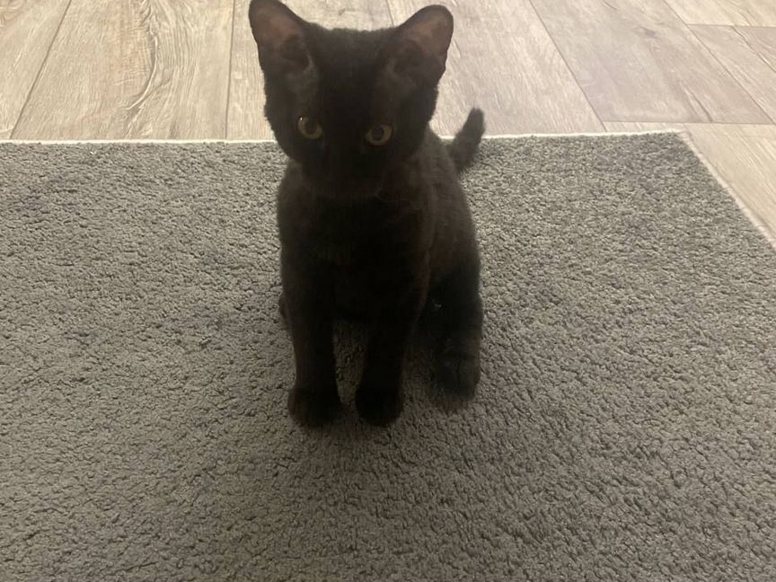 Котёнок сфинкс браш