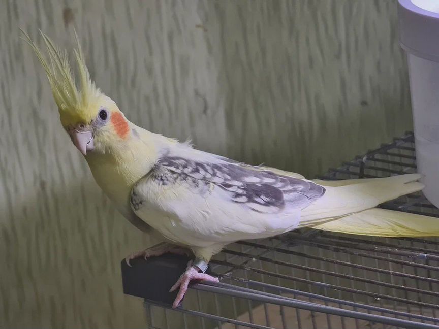 Корелла самка