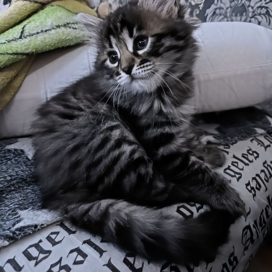 Мейн-кун котёнок