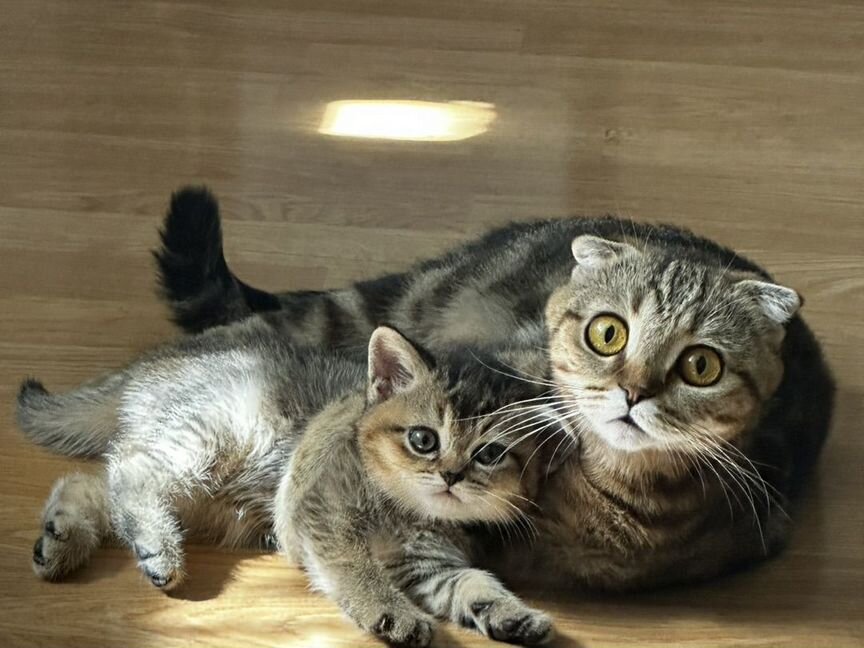 Котики, девочки. Чистокровные Британские шиншиллы