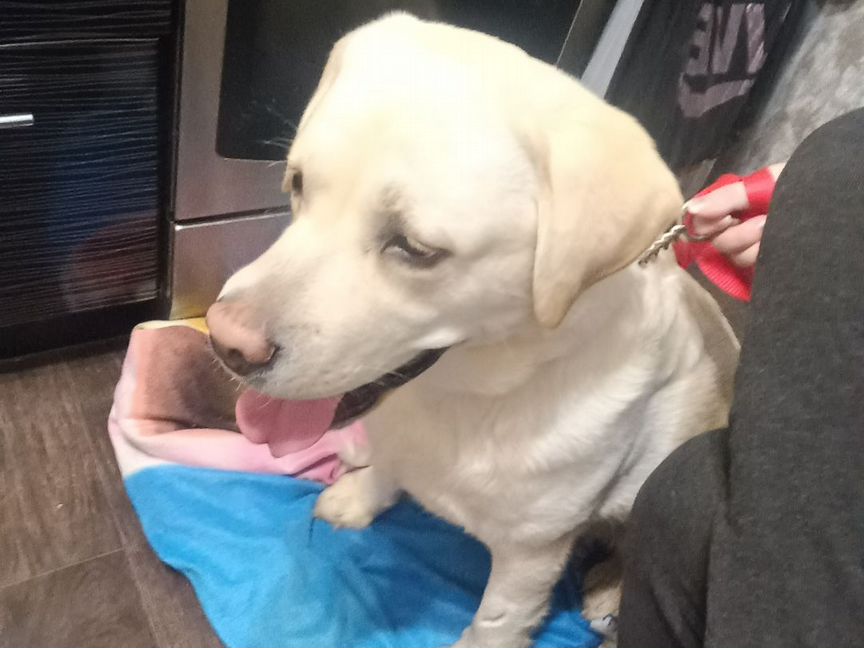 Лабрадор потеряшка