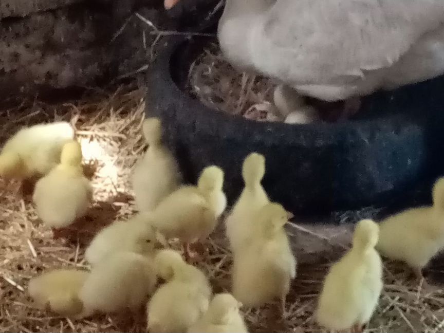 Гусыня с гусятами