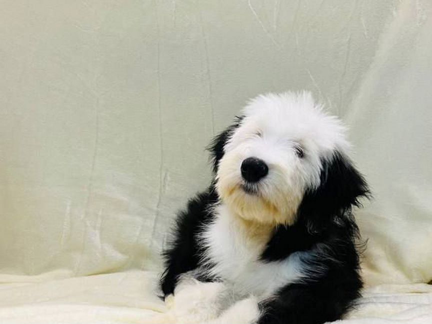 Щенок Бобтейл