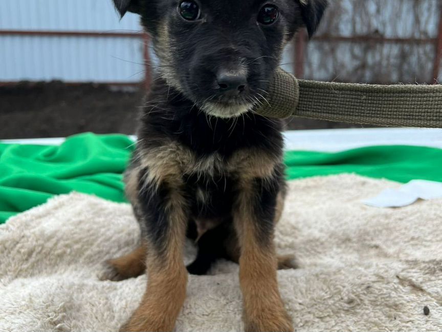 Щенок Гаврюша