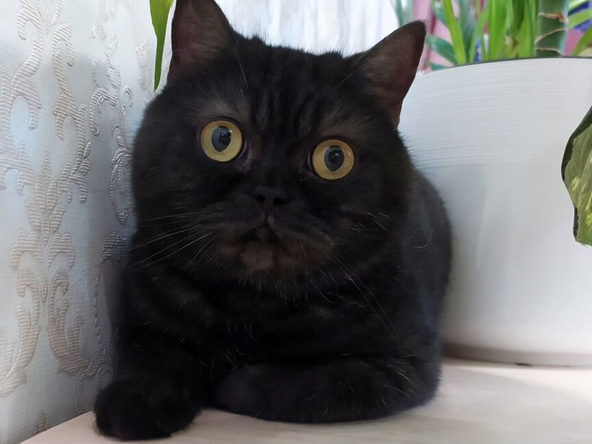 Кошка Шэлла