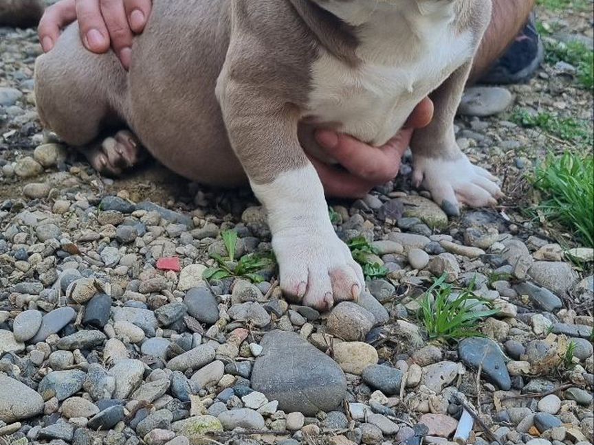 American bully
