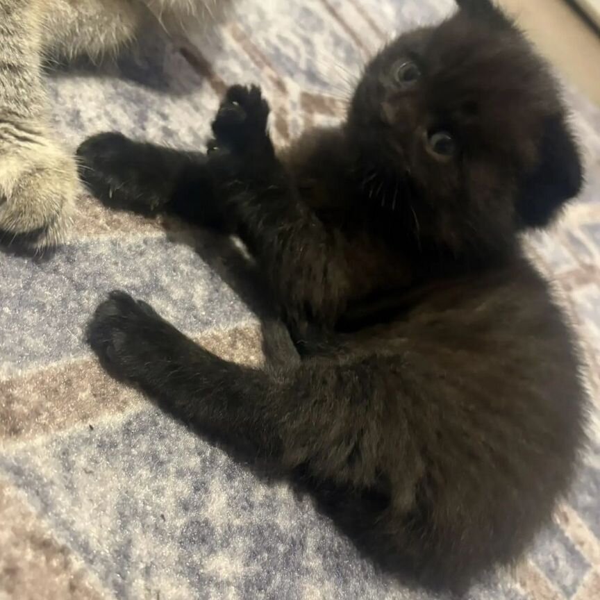 Шотландский вислоухий длинношёрстный котёнок