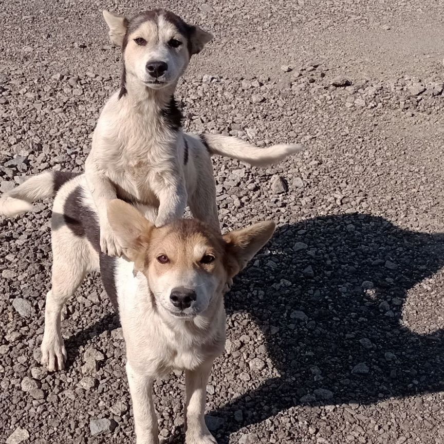 Щенки 3,5 месяца, девочки, верные друзья