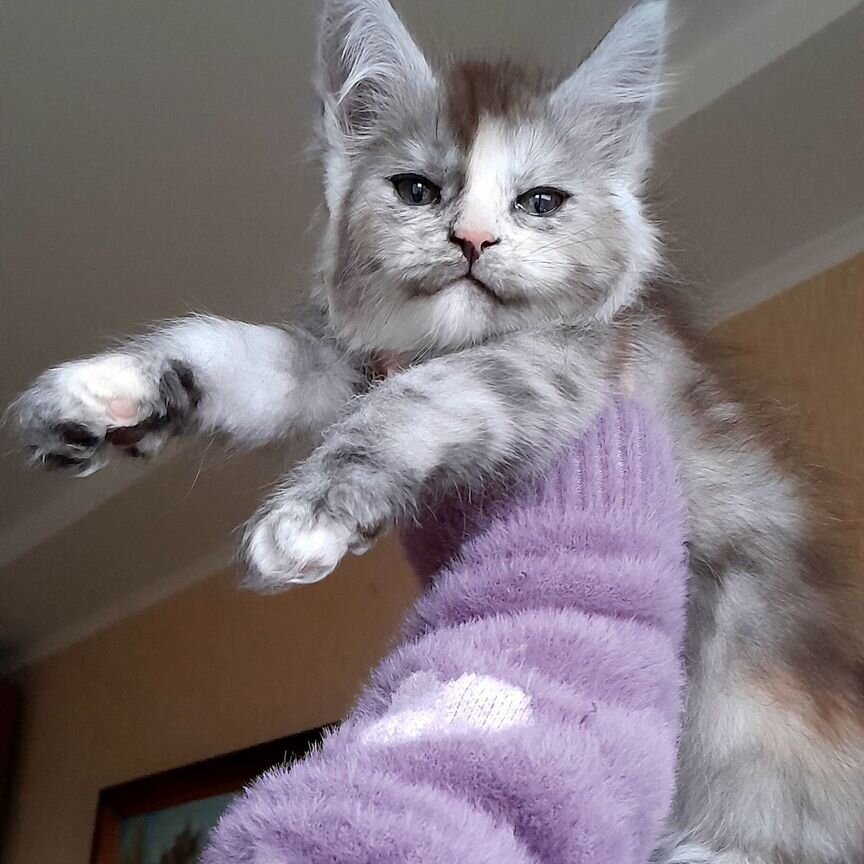 Серебрушка