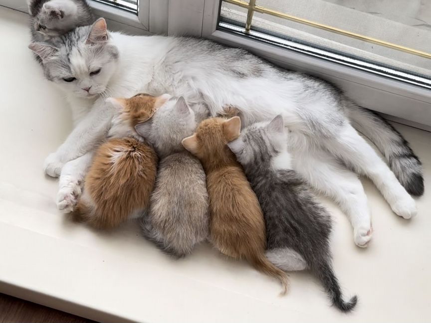 Редкие окрасы. Чистокровные Британцы