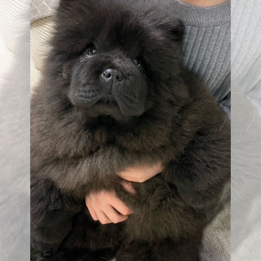 Чау-чау, щенок