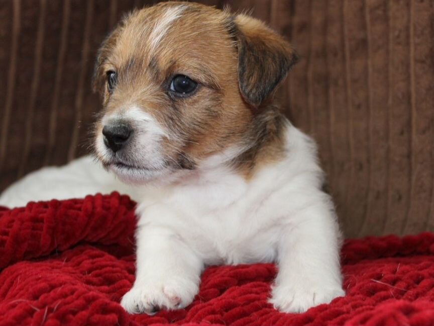 Веселый чудесный мальчик Джек Рассела для Вас