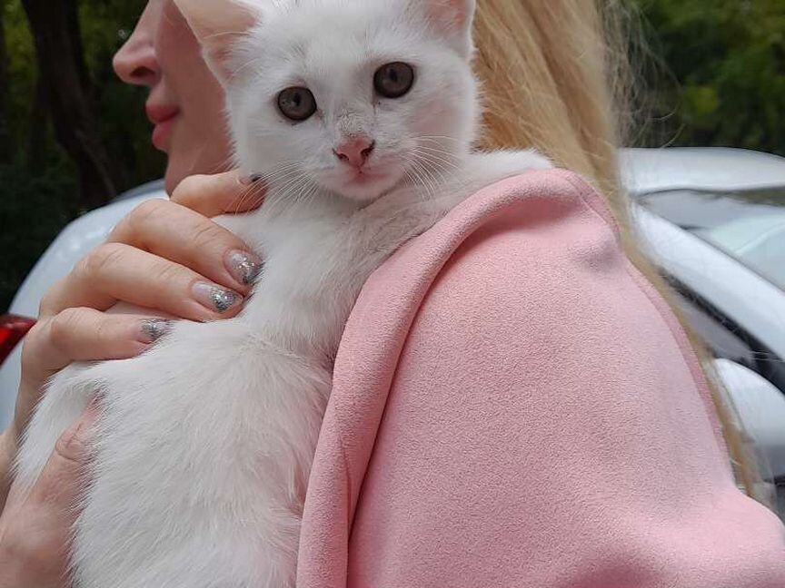 Лексу нужен дом