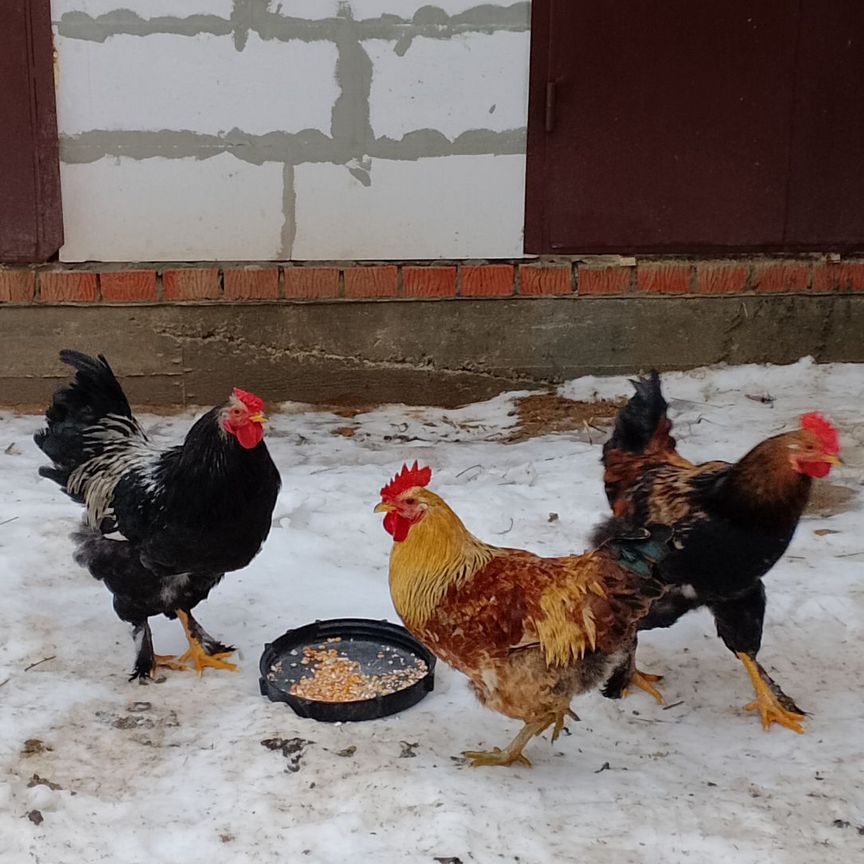 Петухи домашние
