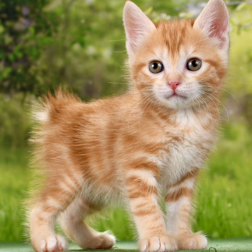 Красный мраморный котенок из питомника