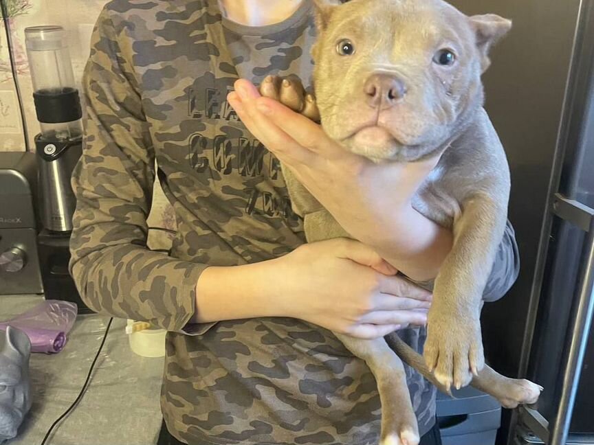 Американский булли девочка стандарт лиловая