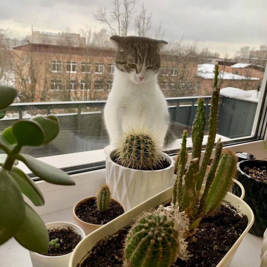 Котенок вислоухий